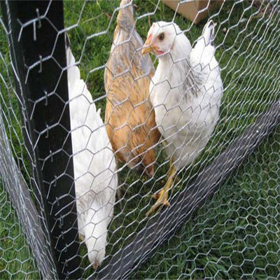 China Hexagonal wire mesh for chicken wire lowes/hexagonal wire mesh/Chicken Wire/Hexagonal Wire Mesh for Sale supplier